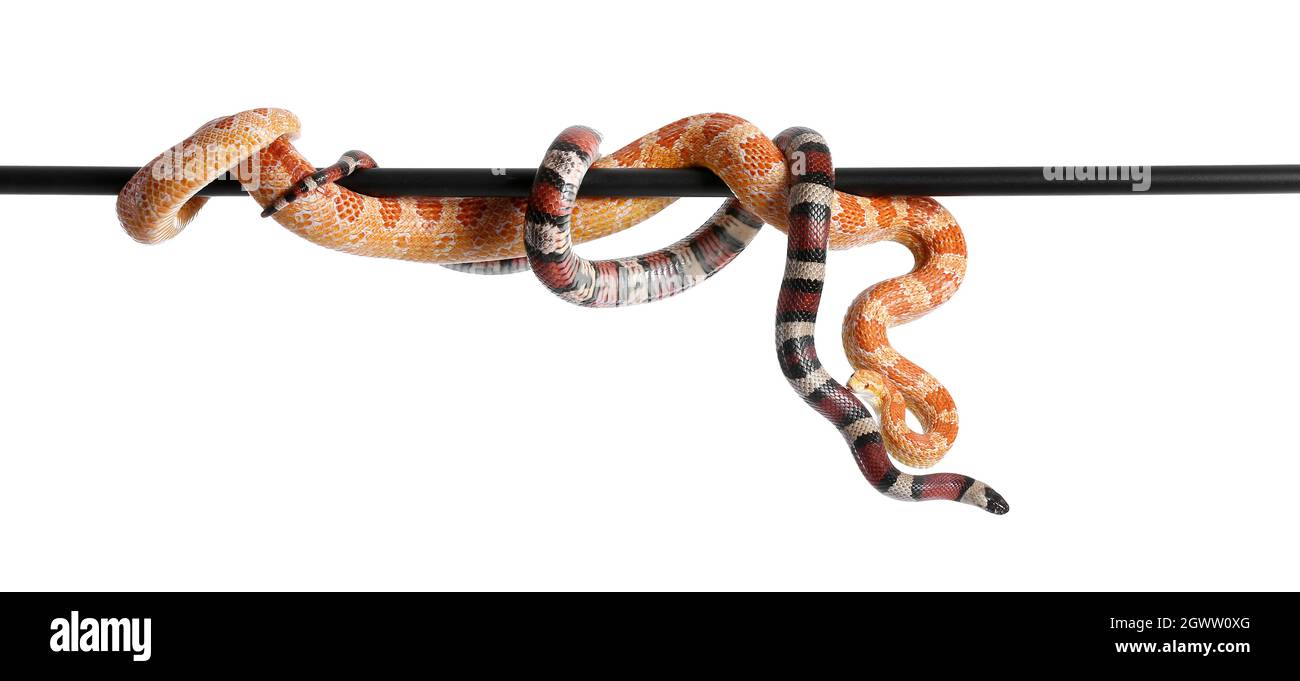 Different snakes on white background Stock Photo - Alamy