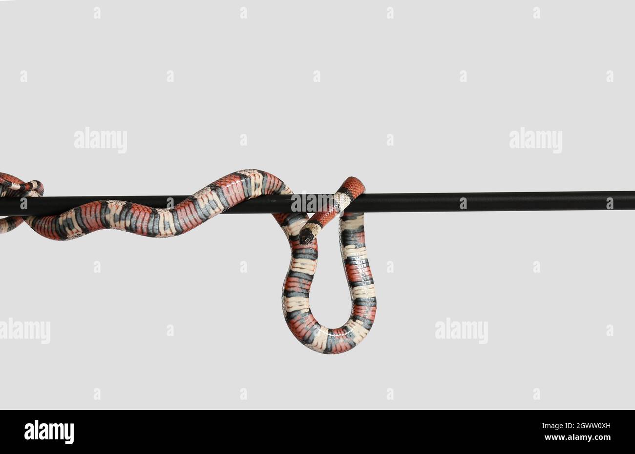 Scarlet king snake hi-res stock photography and images - Alamy