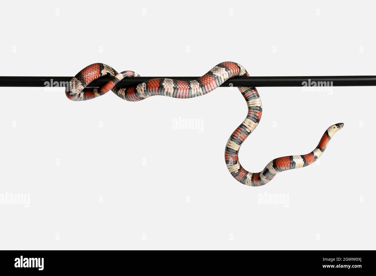 Scarlet king snake hi-res stock photography and images - Alamy