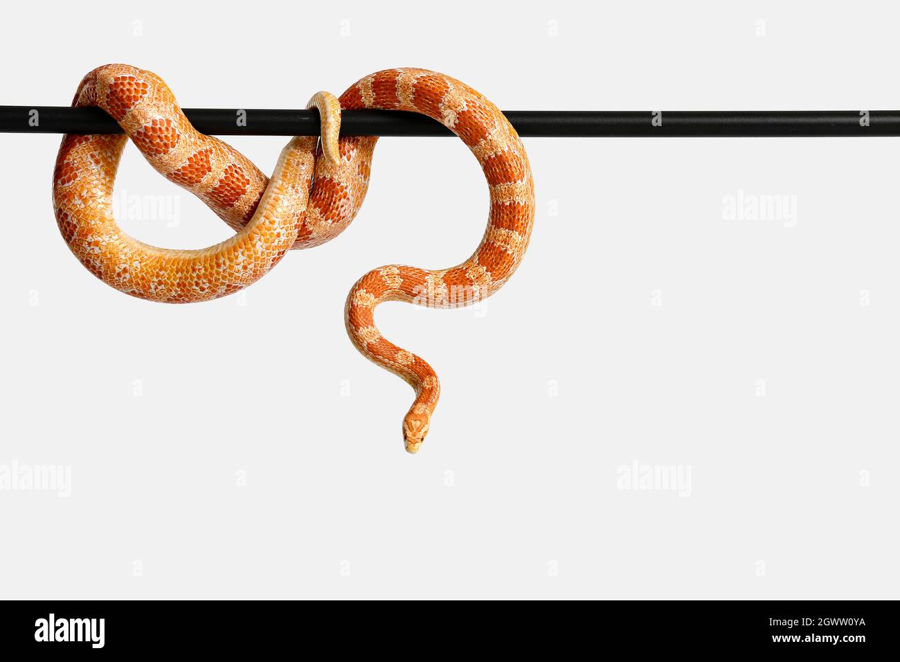 Corn snake on light background Stock Photo - Alamy