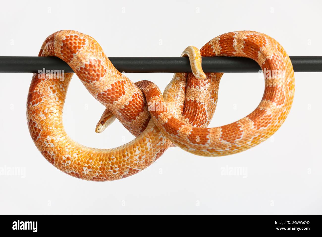 Corn snake on light background Stock Photo - Alamy