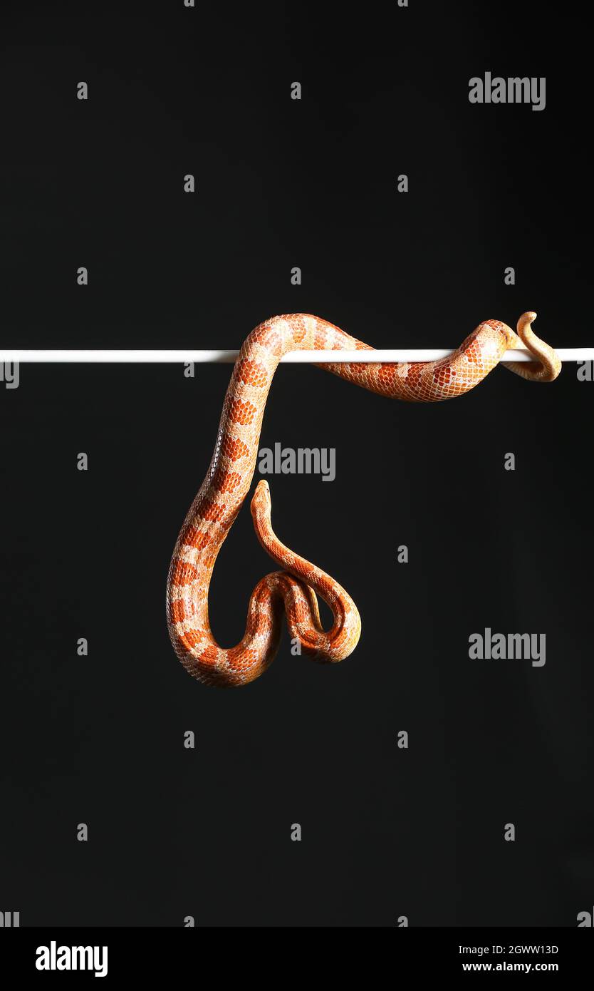 Corn snake on black background Stock Photo - Alamy