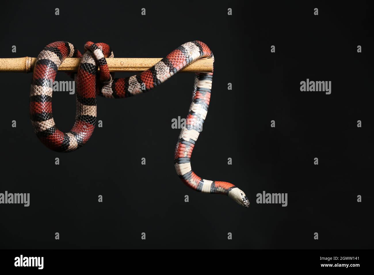 Red king snake on bamboo stick against black background Stock Photo - Alamy