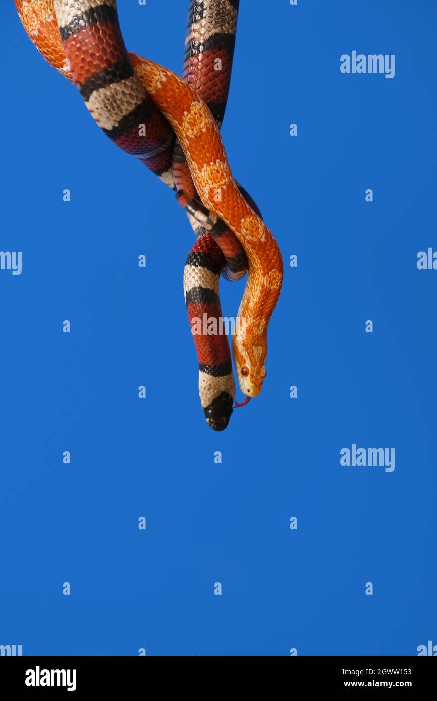 Different snakes on color background Stock Photo - Alamy