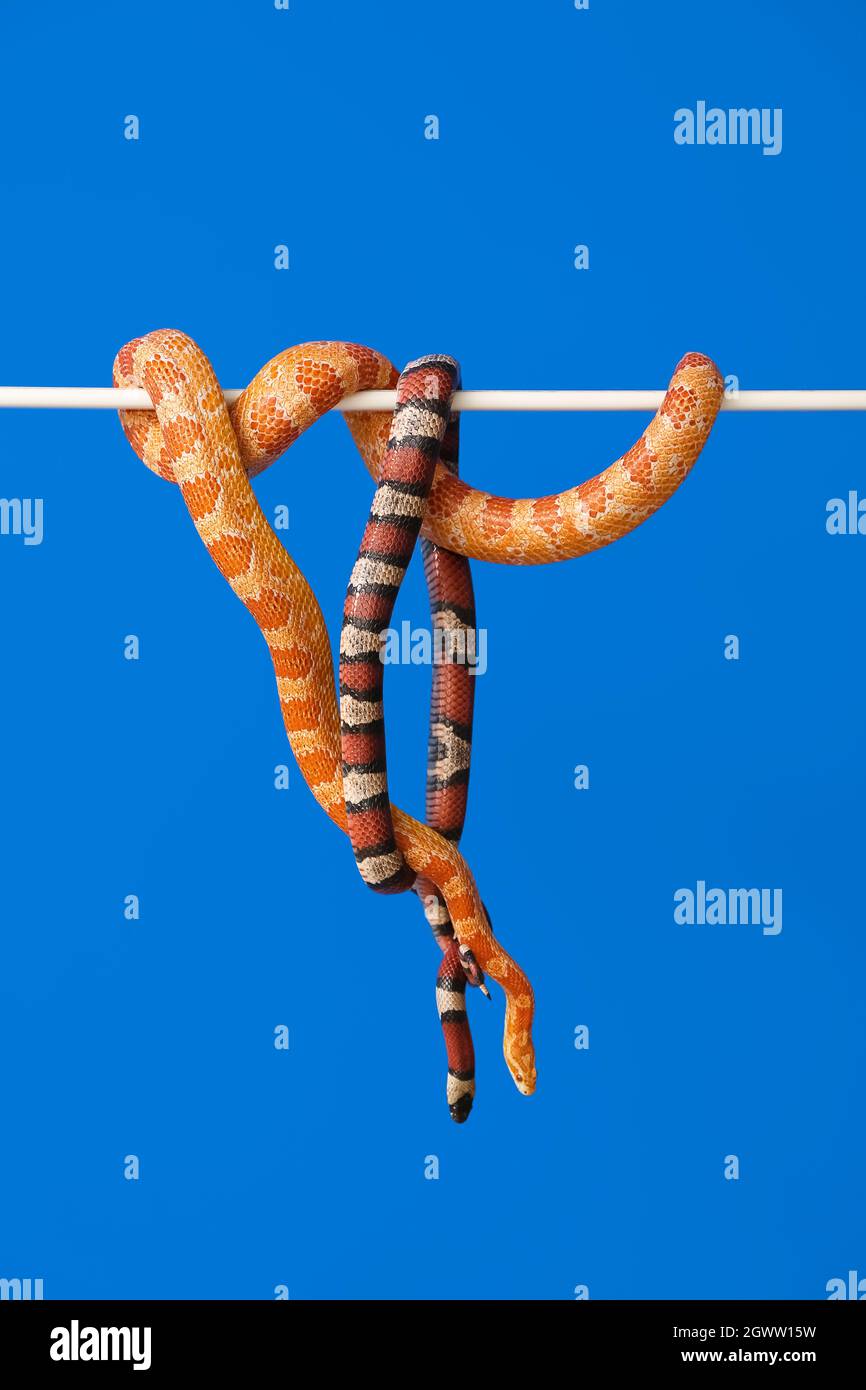 Different snakes on color background Stock Photo - Alamy