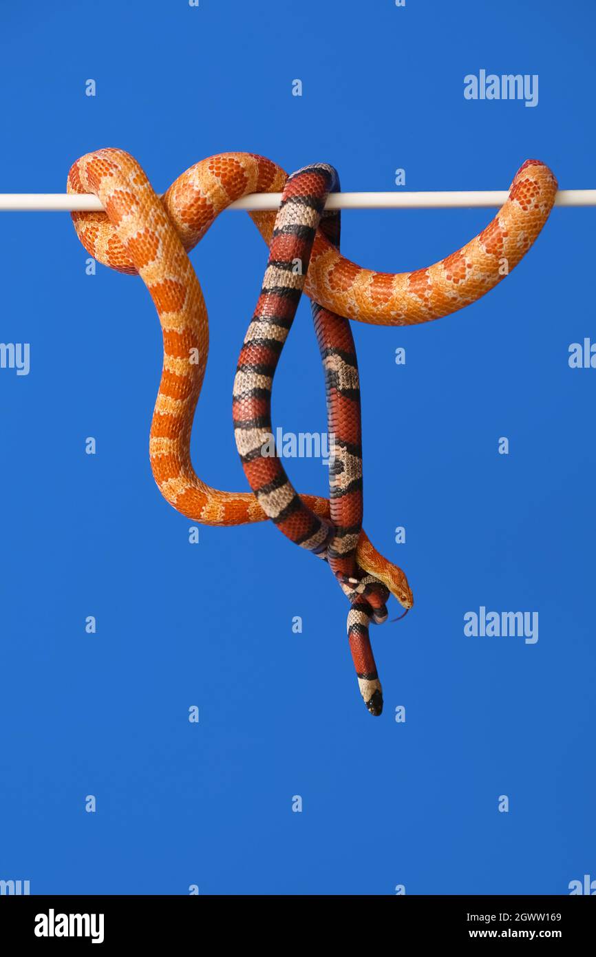 Different snakes hi-res stock photography and images - Alamy