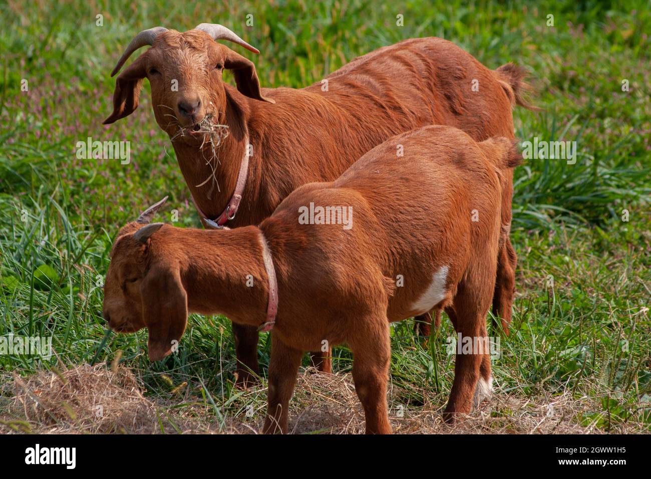 Farm goats eating hay hi-res stock photography and images - Alamy