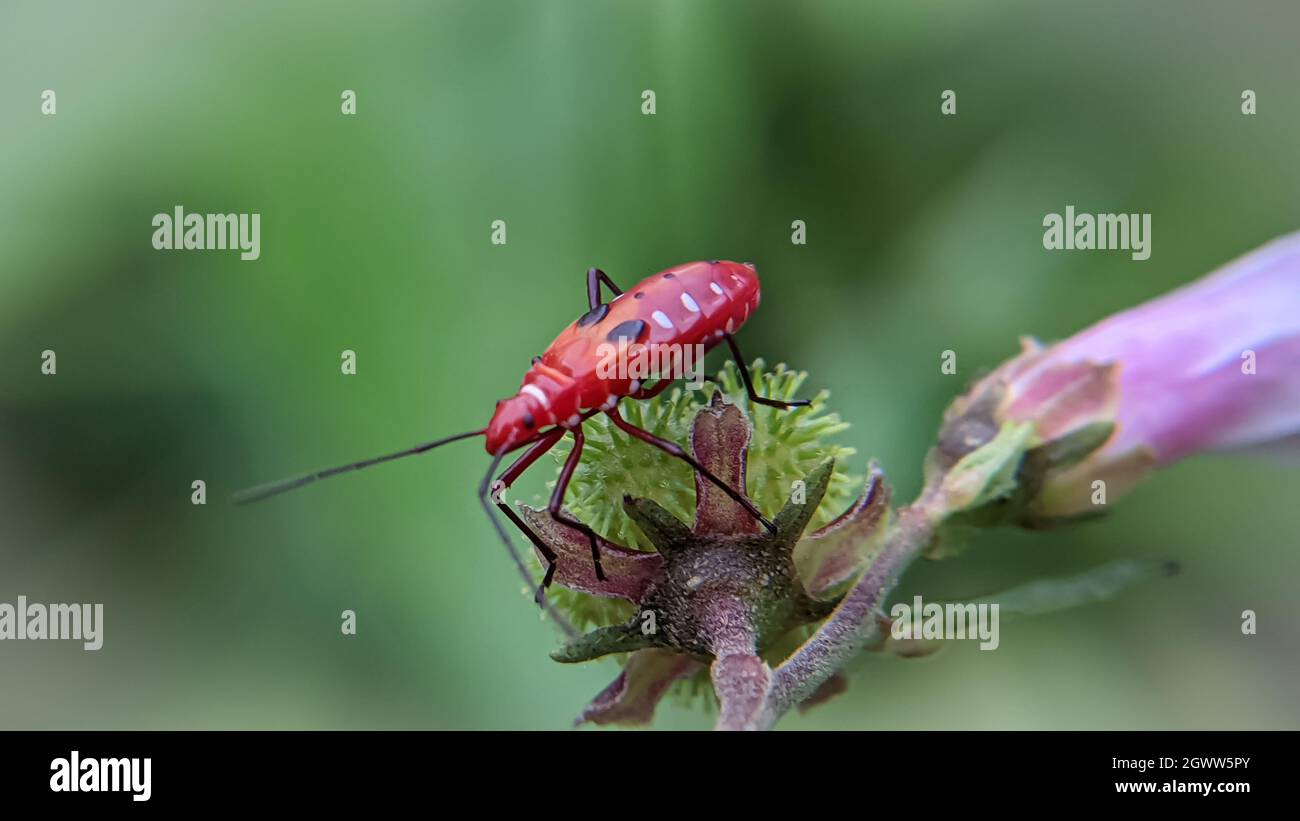 Red cotton stainer hi-res stock photography and images - Alamy