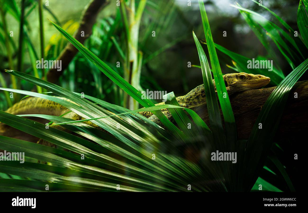 Chester Zoo Photography High Resolution Stock Photography and Images ...