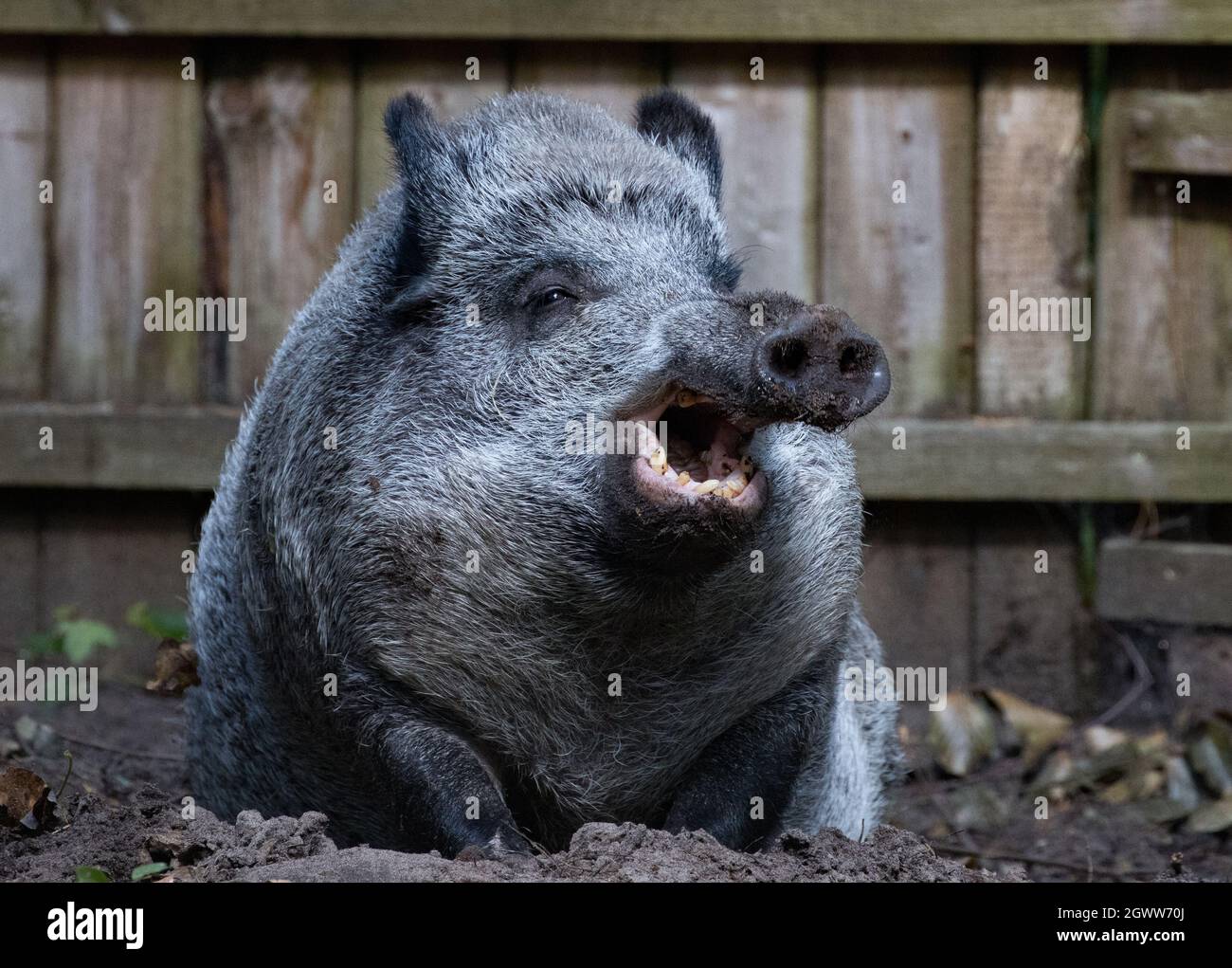 One Pig Mouth Open High Resolution Stock Photography and Images - Alamy
