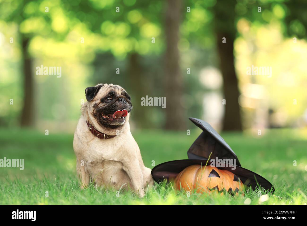 Allhallows holiday park hi-res stock photography and images - Alamy