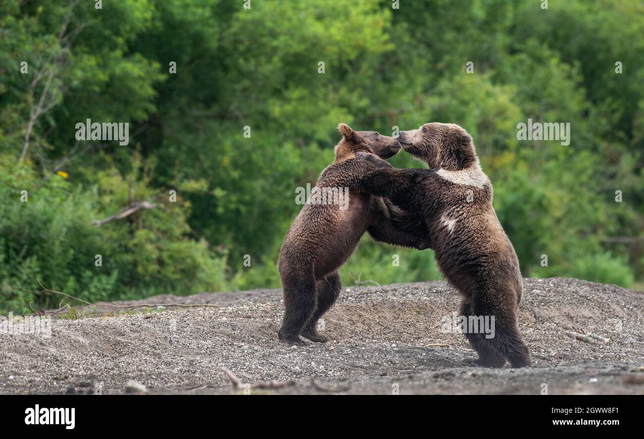 Kamchatka bears fighting hi-res stock photography and images - Alamy