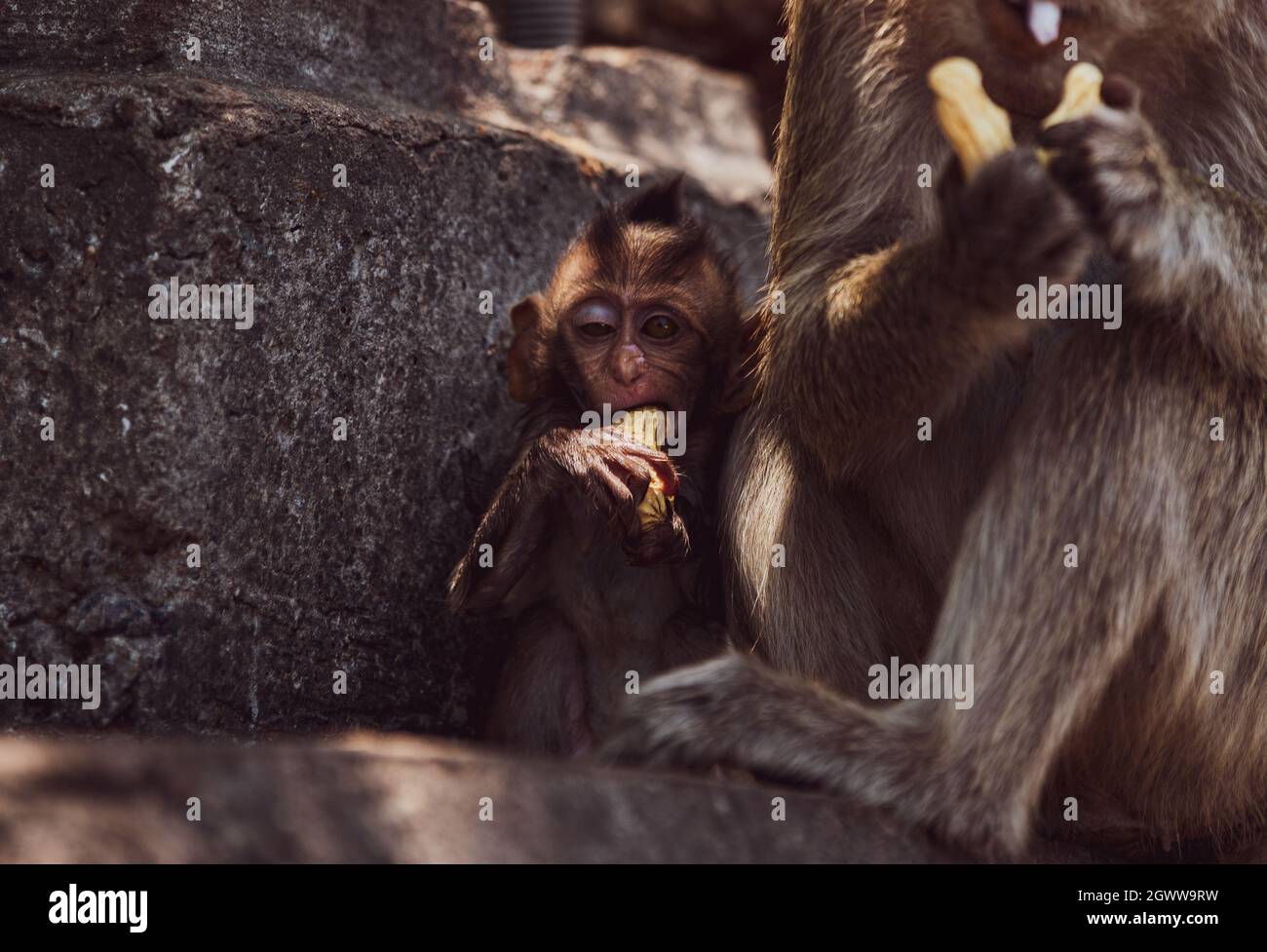 Portrait Of Monkey Eating In Zoo Stock Photo - Alamy