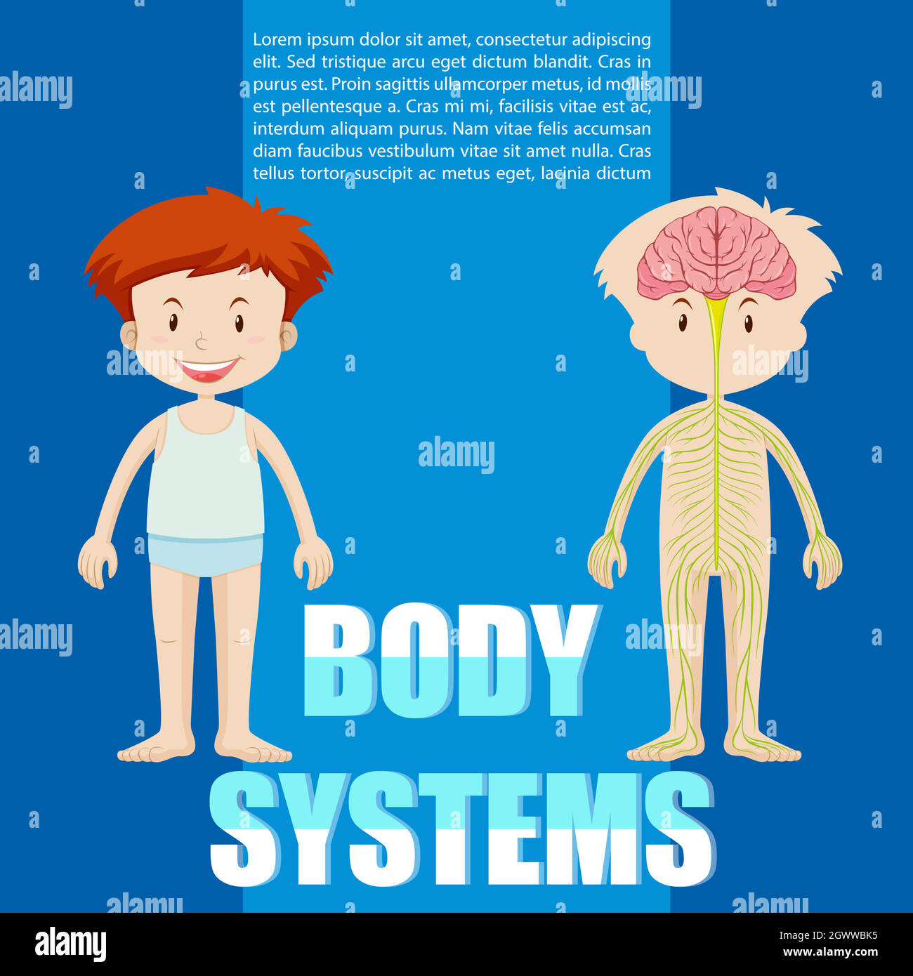 Infographic of boy and body system Stock Vector Image & Art - Alamy
