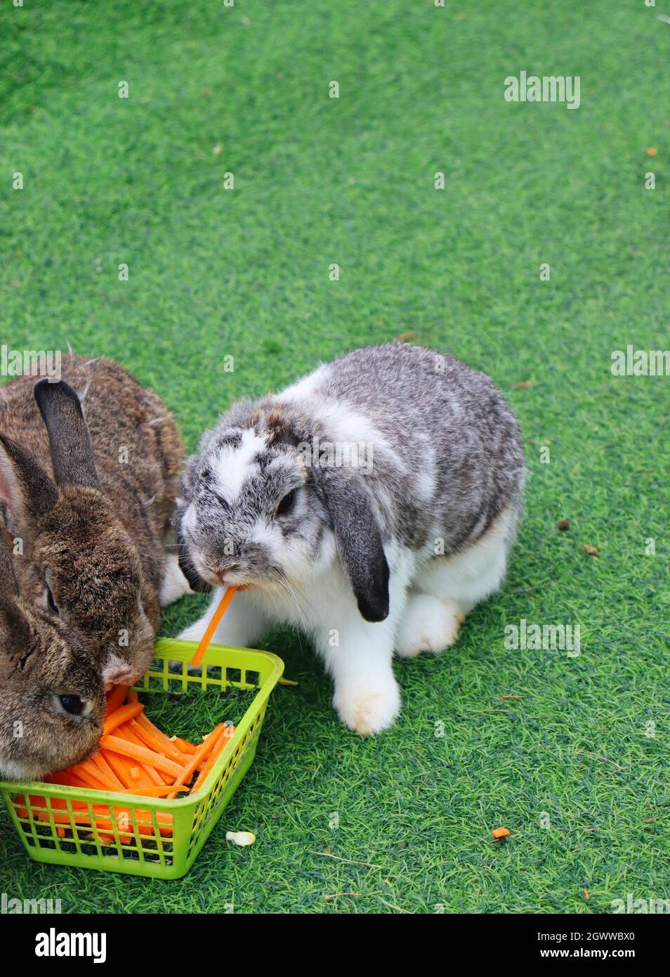 Rabbit eating plant hi-res stock photography and images - Alamy