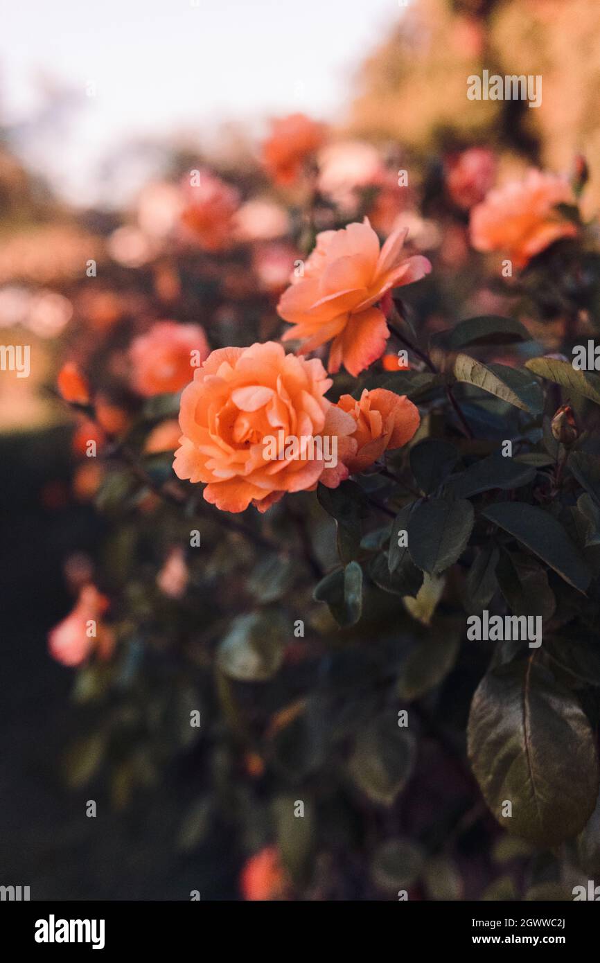 Just roses hi-res stock photography and images - Alamy