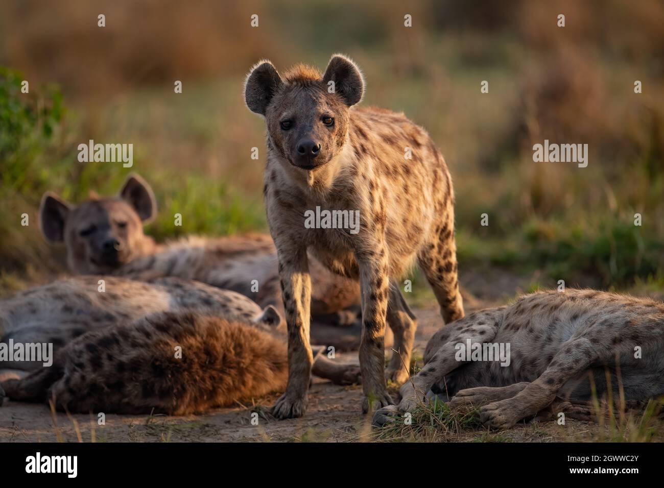 Hyena in Kenya, Africa Stock Photo - Alamy