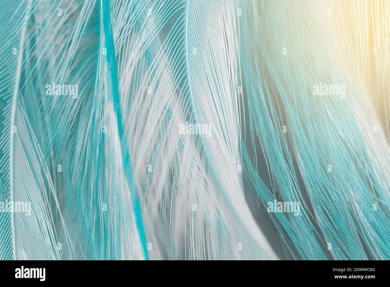 Beautiful Green Feather Texture Pattern Background With Light Stock ...