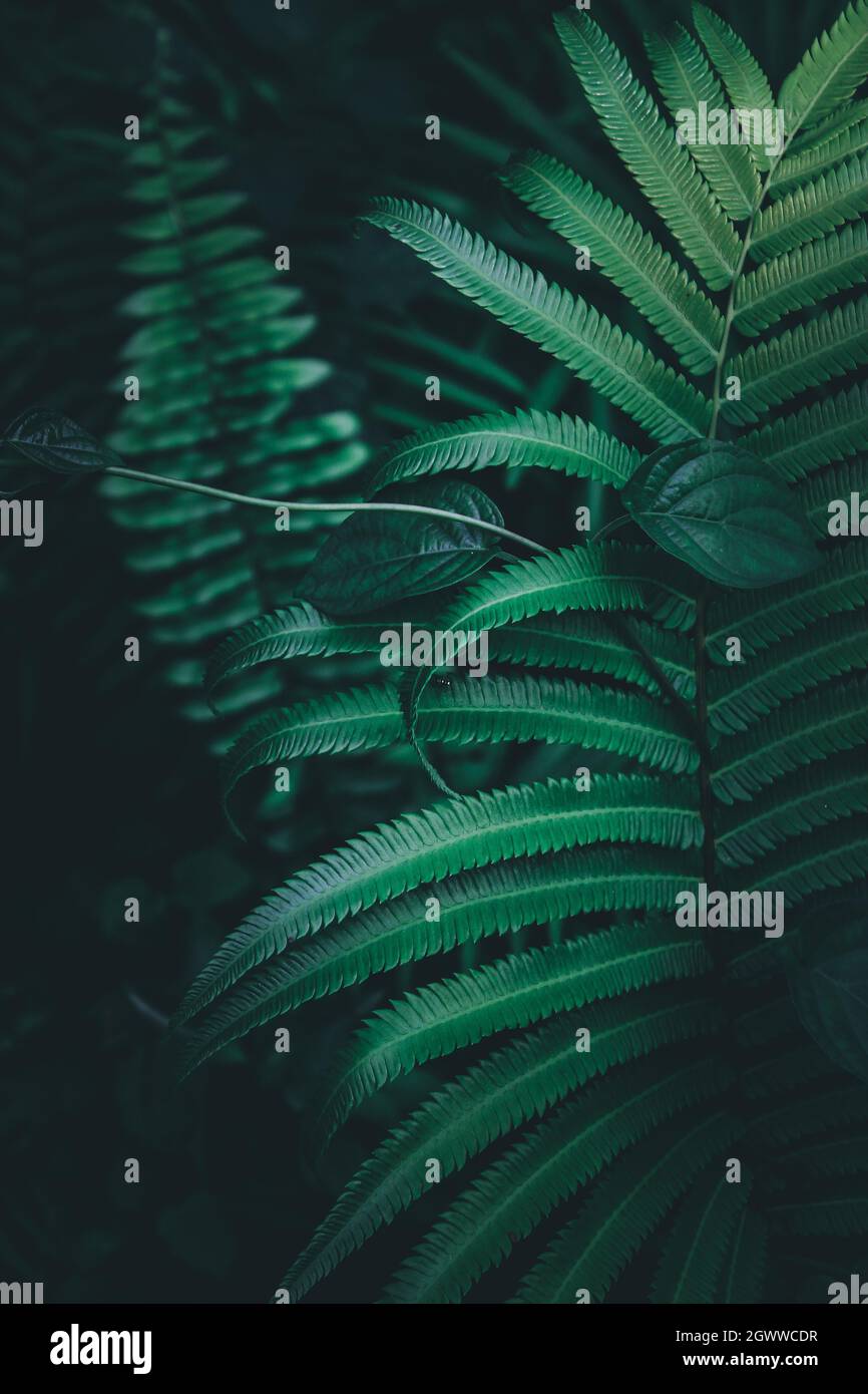 Chinese ferns hi-res stock photography and images - Alamy