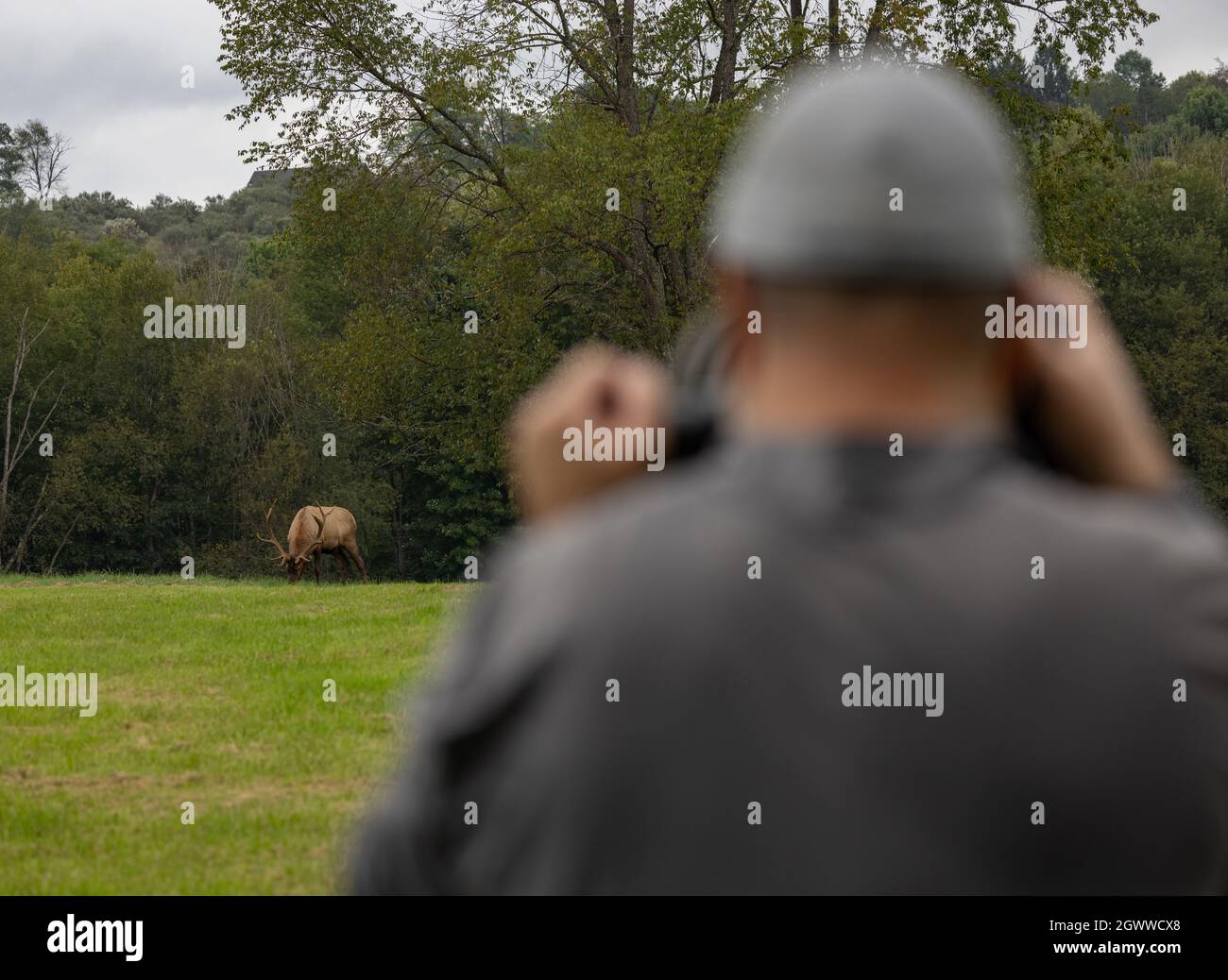 Bull elk during the rut Stock Photo - Alamy