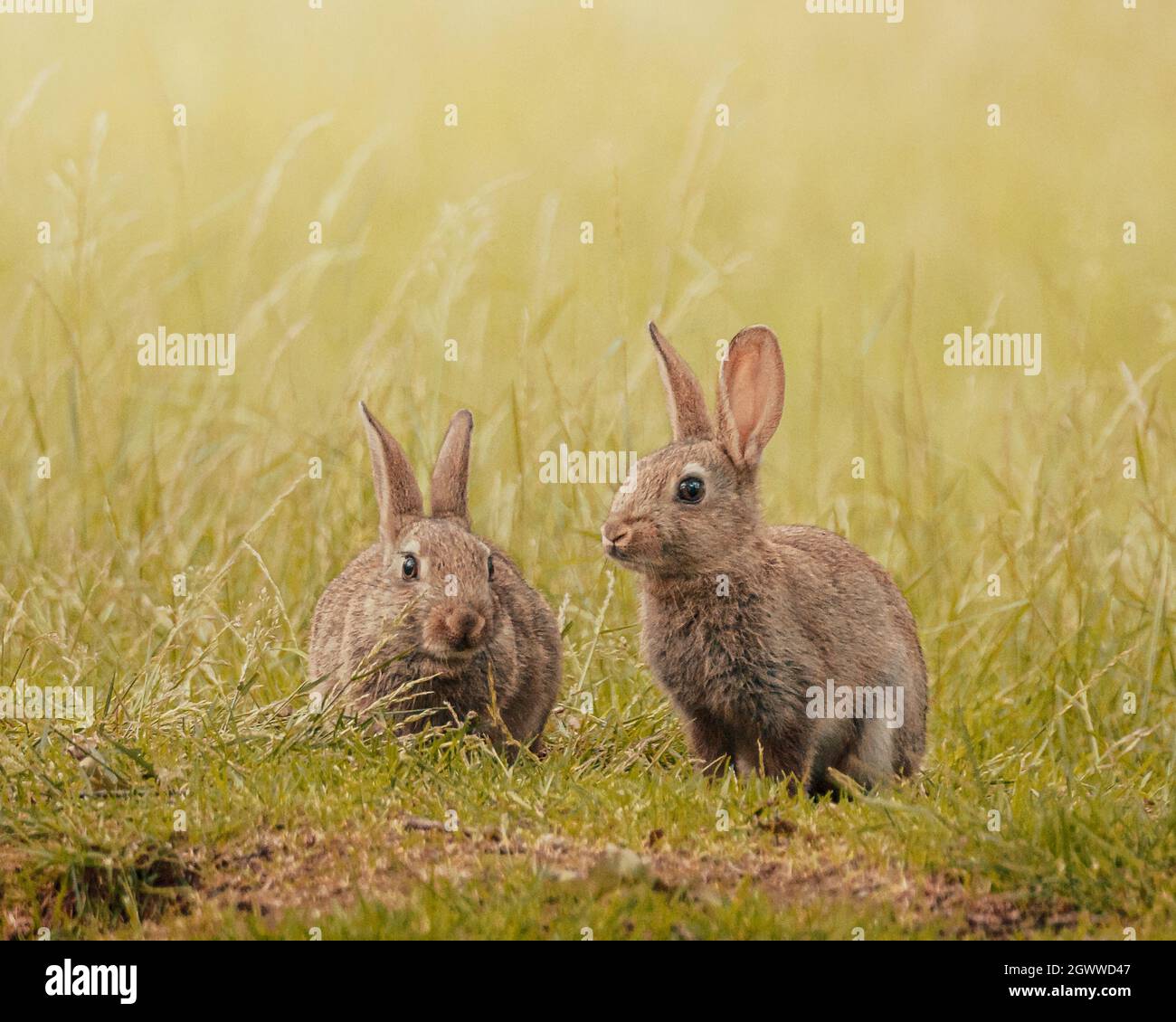 Animal silhouette rabbit bunny hi-res stock photography and images - Alamy