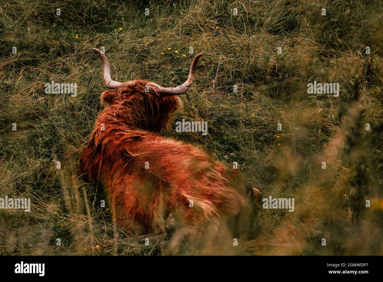 Back turned away from camera hi-res stock photography and images - Alamy