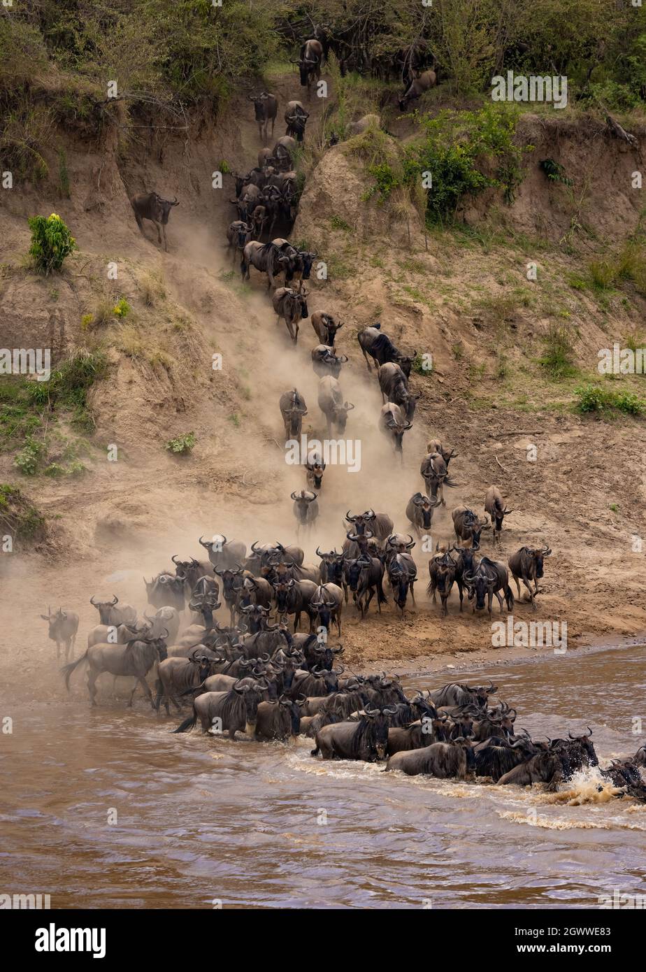 The great wildebeest migration in Africa Stock Photo - Alamy