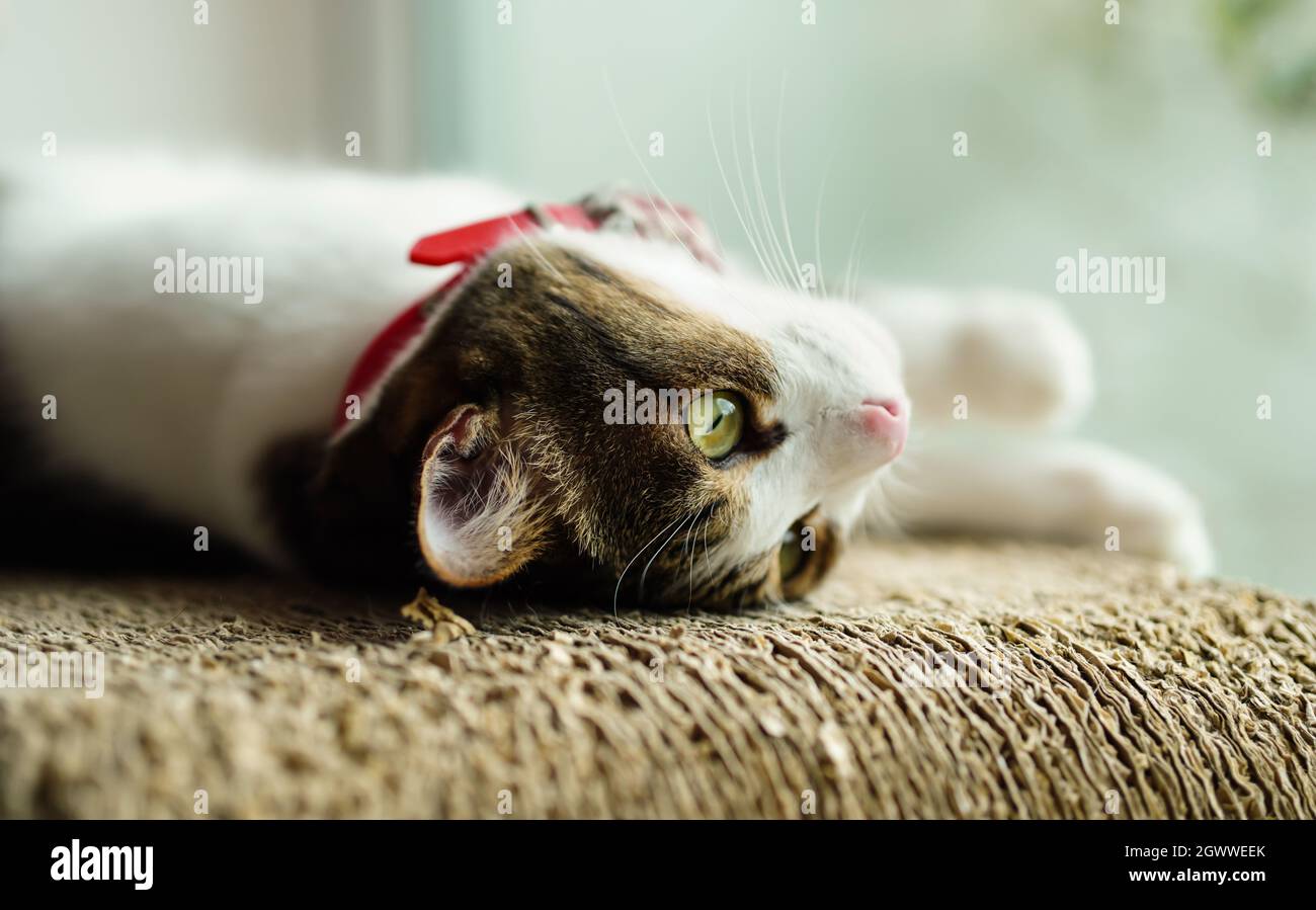 Cat beside box hi-res stock photography and images - Alamy