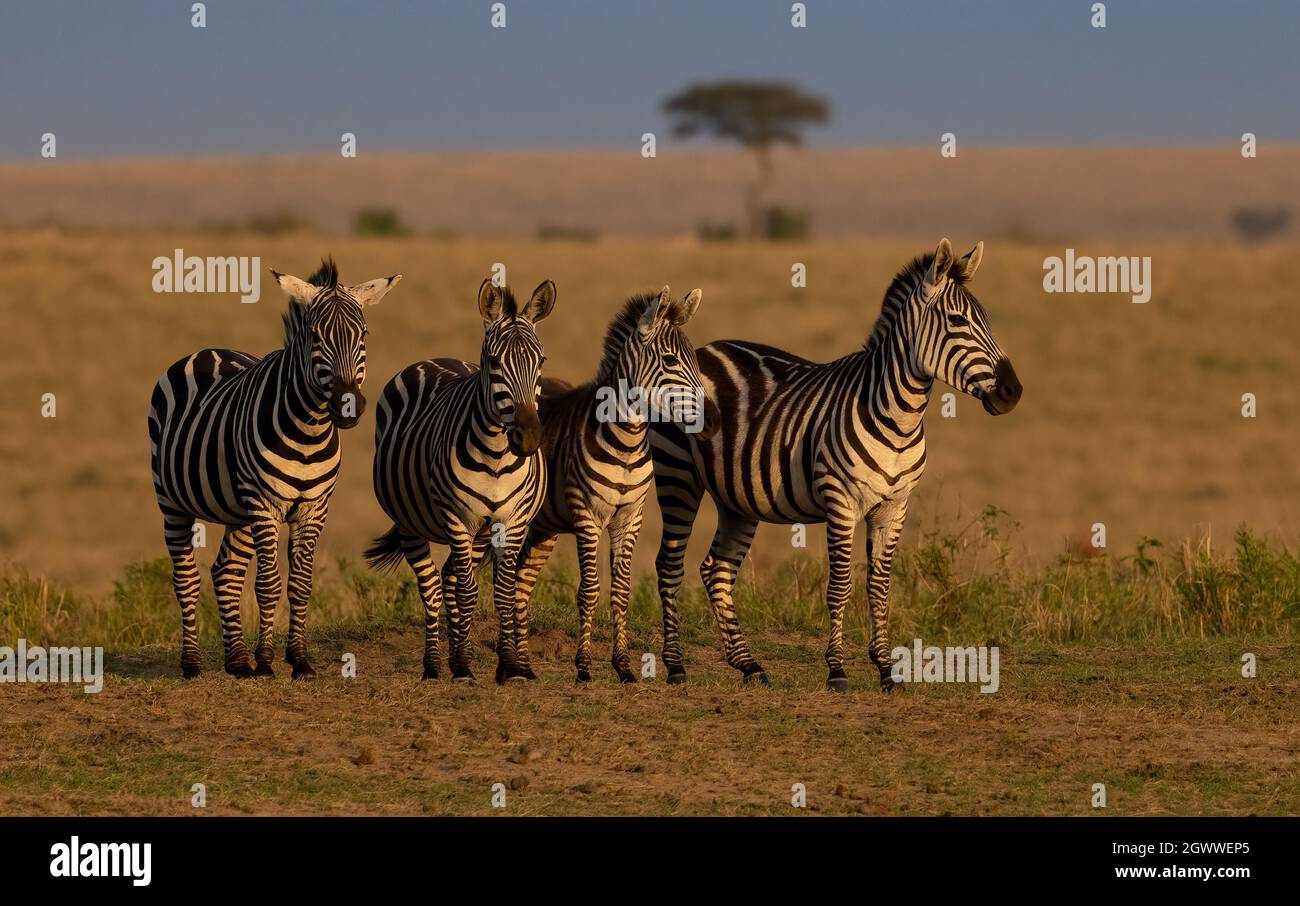 Zebra in Africa Stock Photo - Alamy