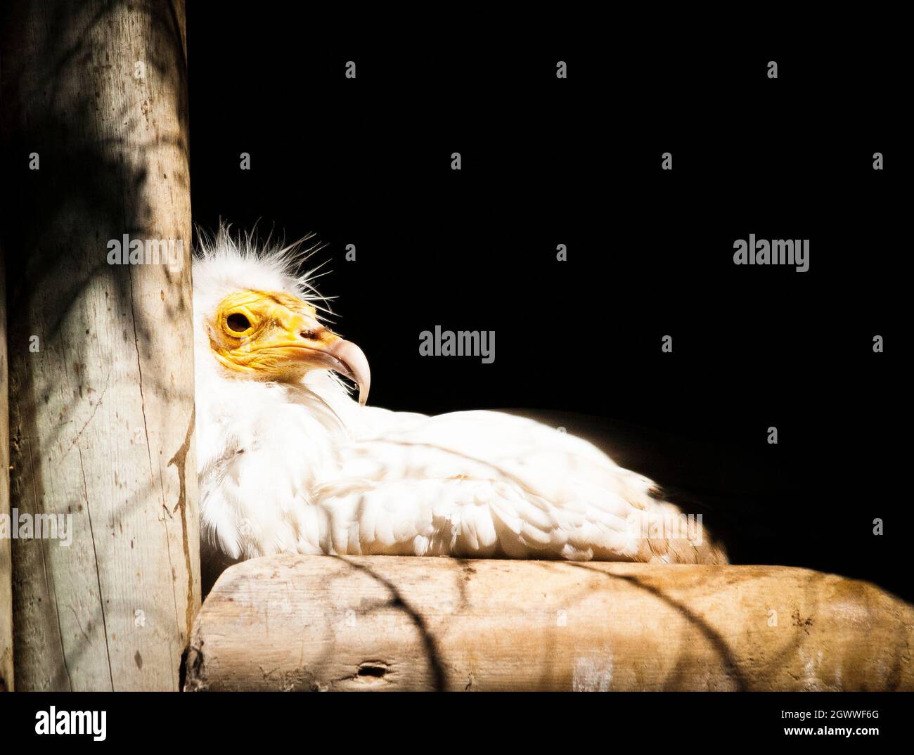 Red crested robin hi-res stock photography and images - Alamy