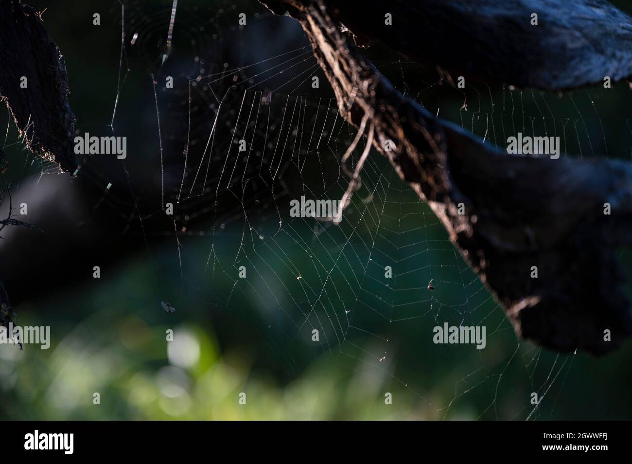 Back lit spiders web hi-res stock photography and images - Alamy
