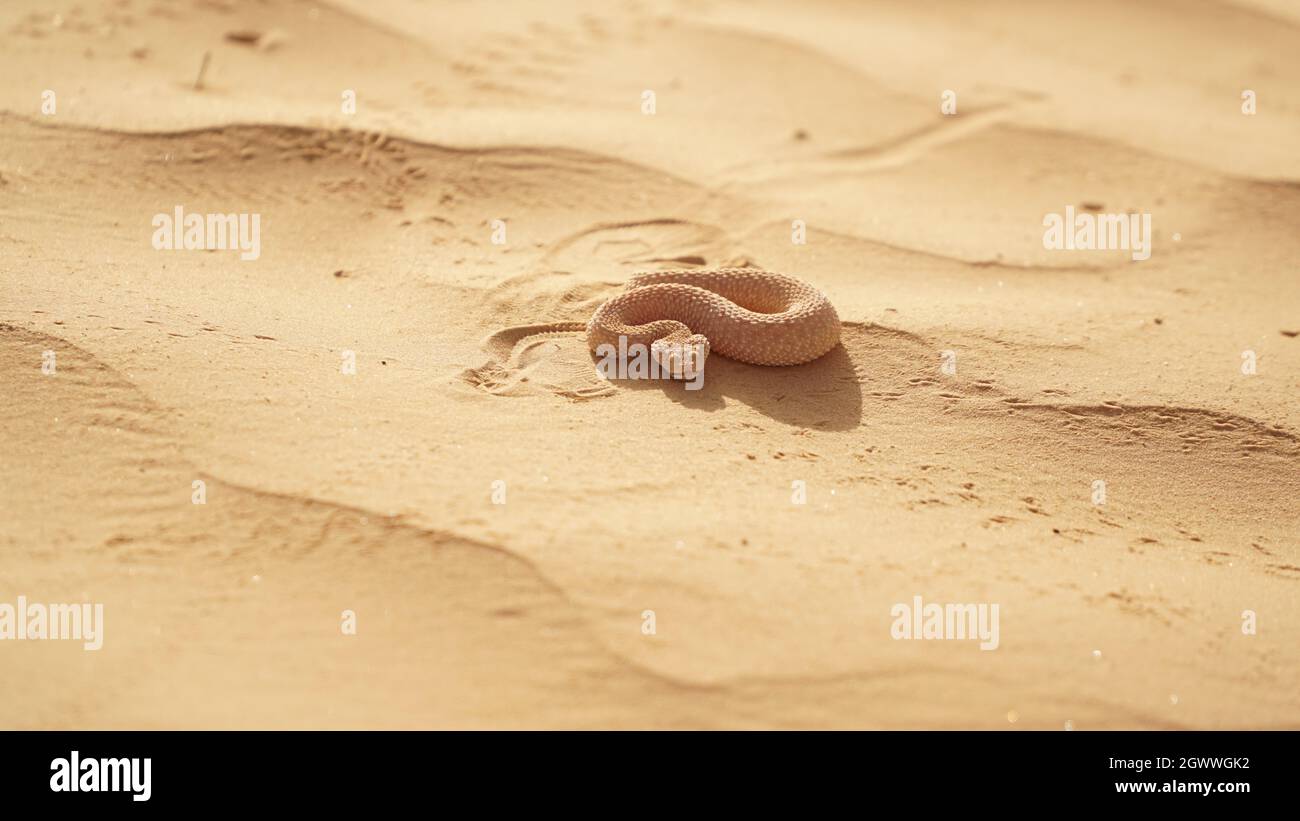 Sahara sand viper hi-res stock photography and images - Alamy