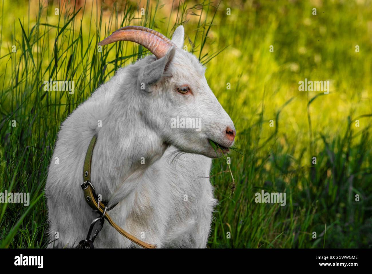 Rearing antelope hi-res stock photography and images - Alamy