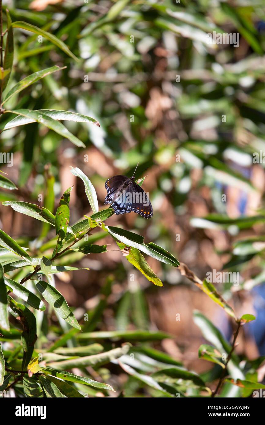 Close up of a red-spotted purple (Limenitis arthemis) butterfly on tree ...