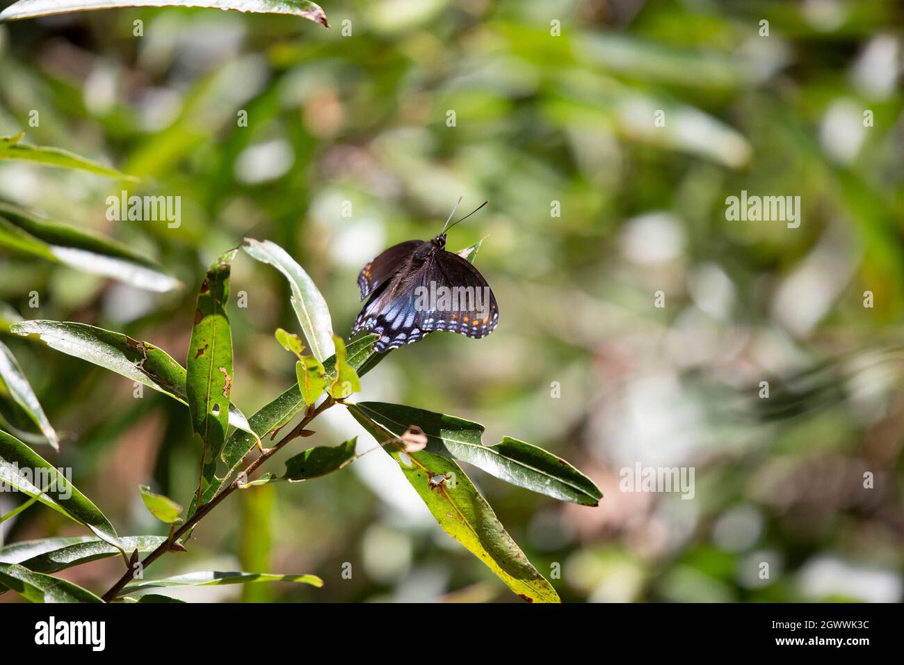 Close up of a red-spotted purple (Limenitis arthemis) butterfly on tree ...