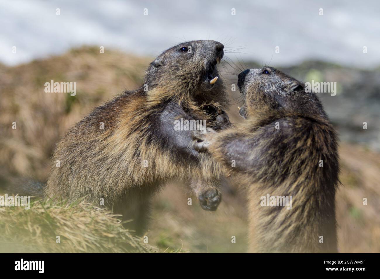 Angry marmot hi-res stock photography and images - Alamy