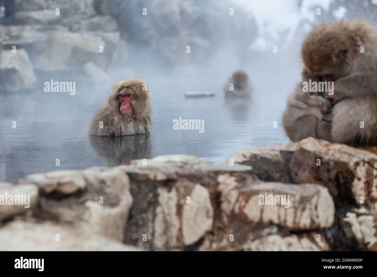 Two monkeys sitting in hot spring hi-res stock photography and images ...