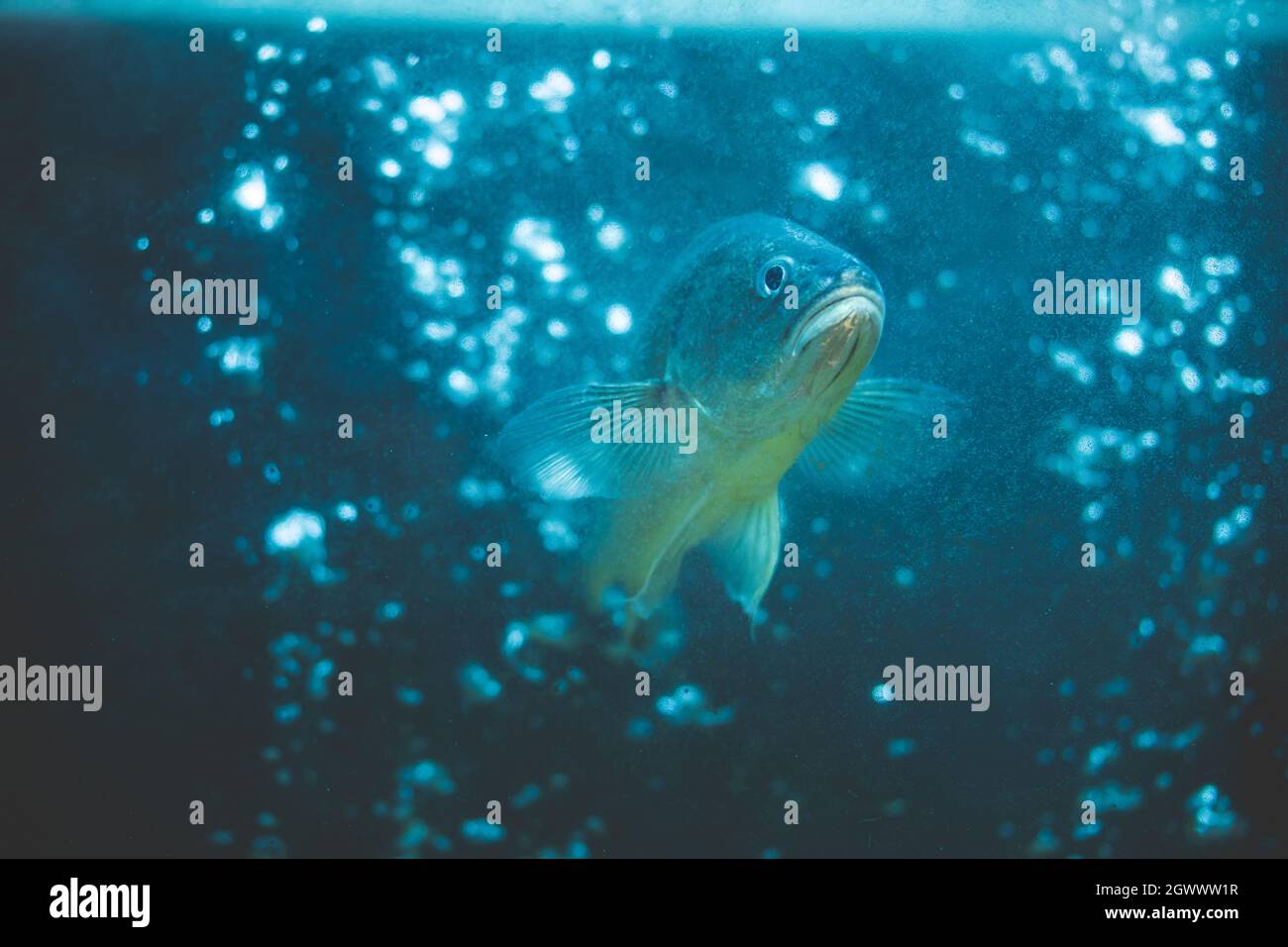 Cod fish swimming atlantic hi-res stock photography and images - Alamy