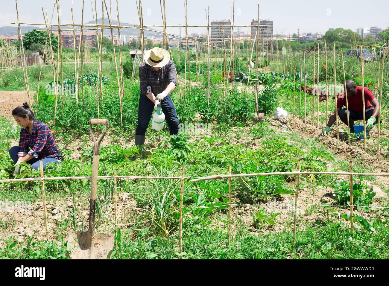 Spray insecticides hi-res stock photography and images - Alamy