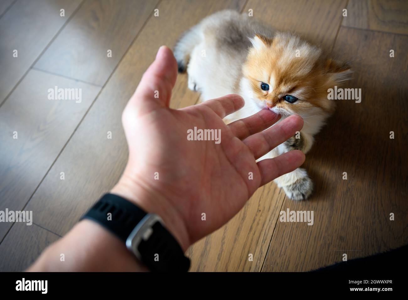 Kitten gnawing fingers, cat teasing people's hand, cute little British ...
