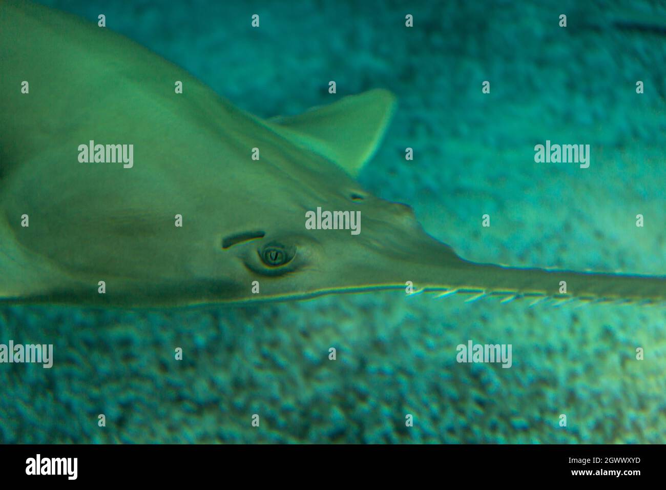 Swordfishes hi-res stock photography and images - Alamy