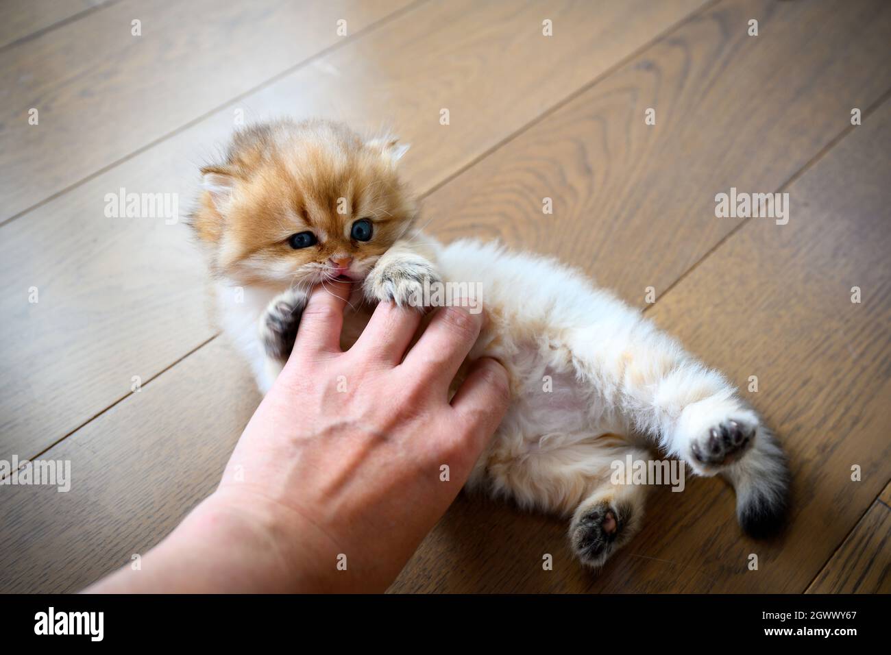 Kitten gnawing fingers, cat teasing people's hand, cute little British ...
