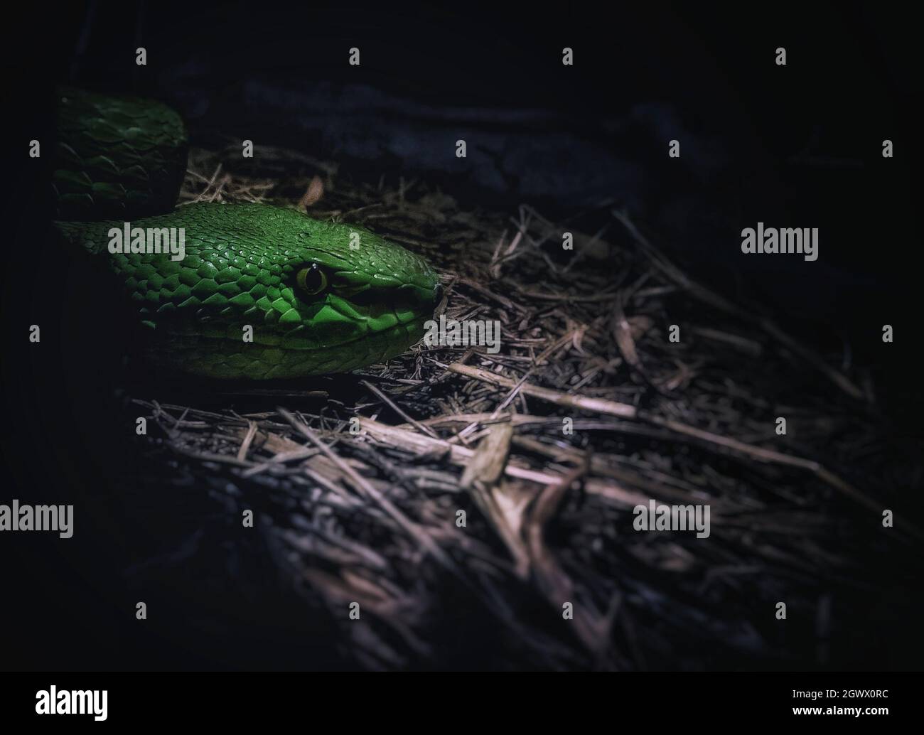 Green snake head hi-res stock photography and images - Alamy