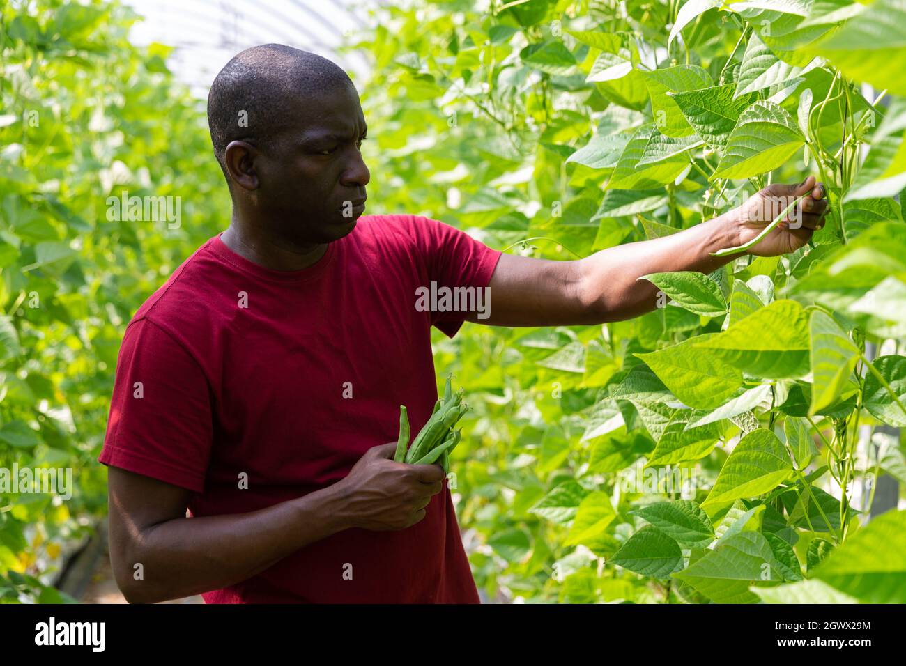 African american grower harvesting bean in farm glasshouse Stock Photo ...