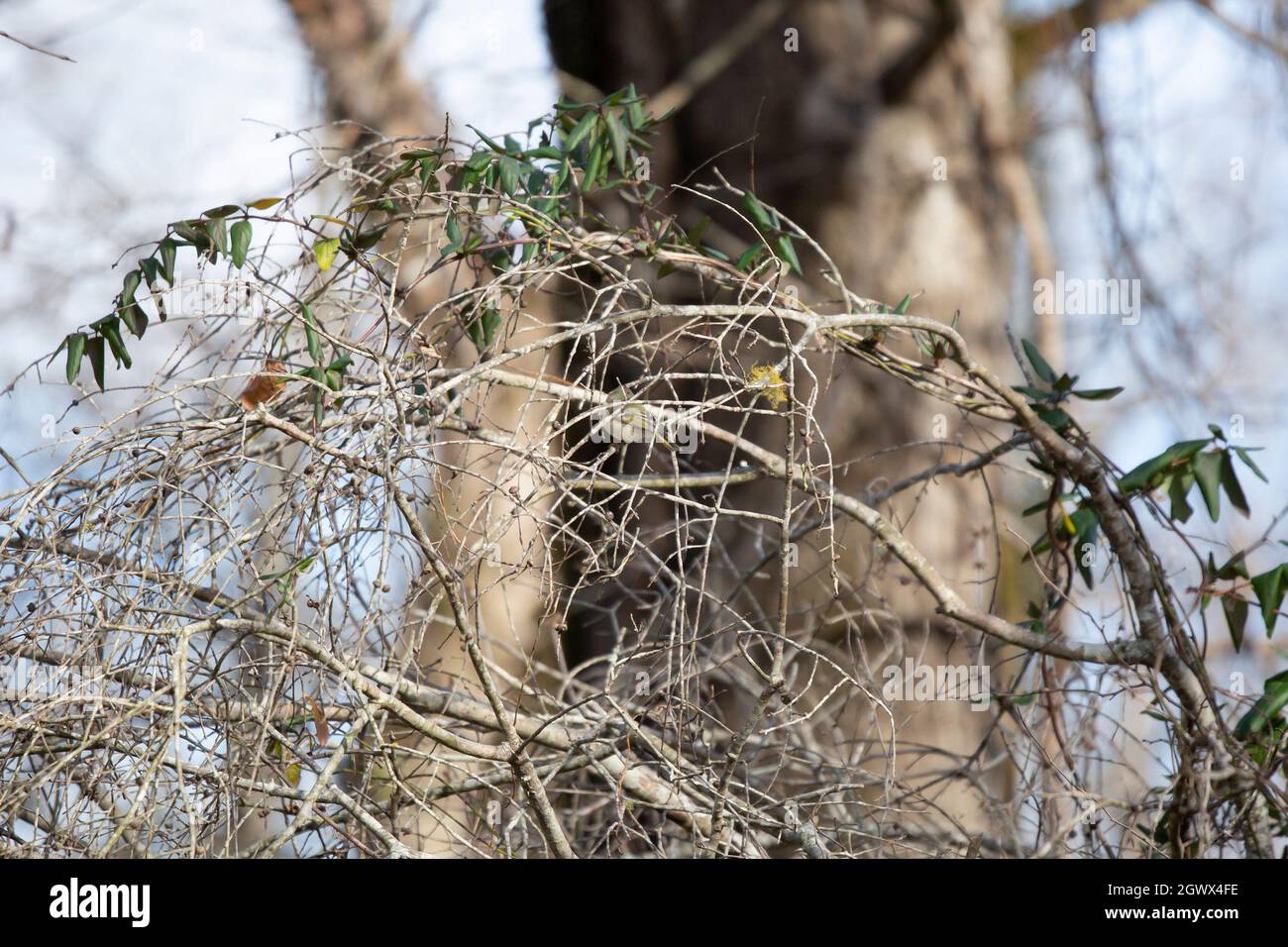 Red spot on a ruby-crowned kinglet (Regulus calendula) showing from the ...