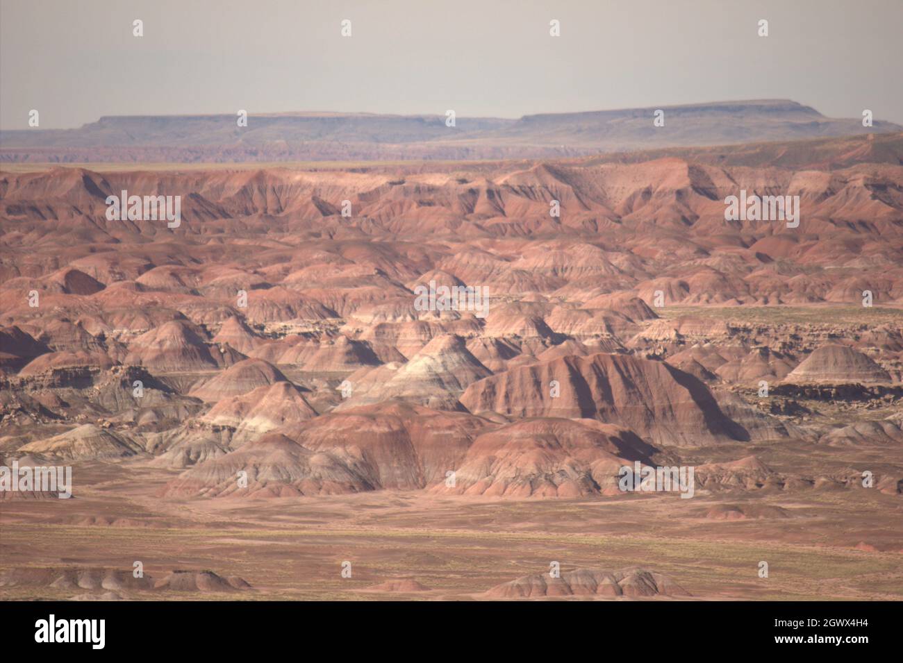 Semi desert animals hi-res stock photography and images - Alamy