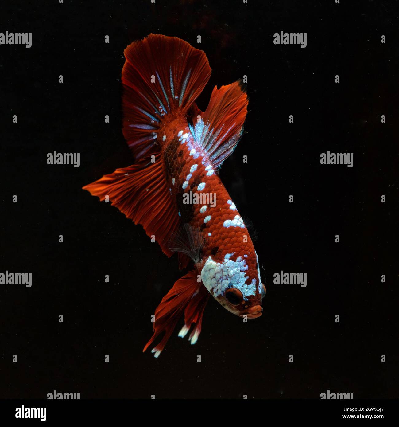 Betta From Thailand With Beautiful Colors The Pattern Is Unique. It Is ...