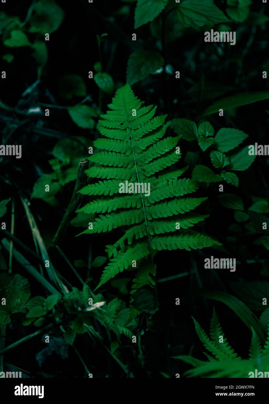Cocaine Tree High Resolution Stock Photography and Images - Alamy