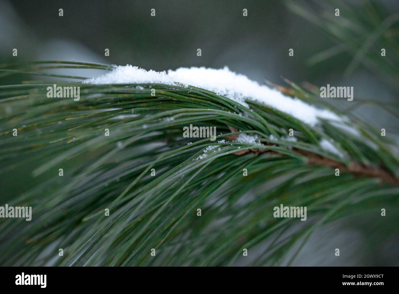 Pennsylvania pine tree hi-res stock photography and images - Alamy