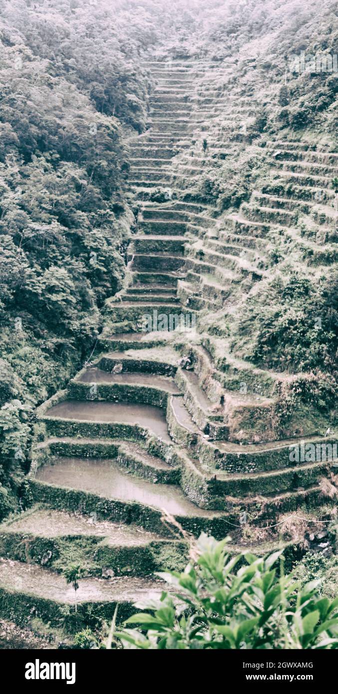 Staircase rice field hi-res stock photography and images - Alamy